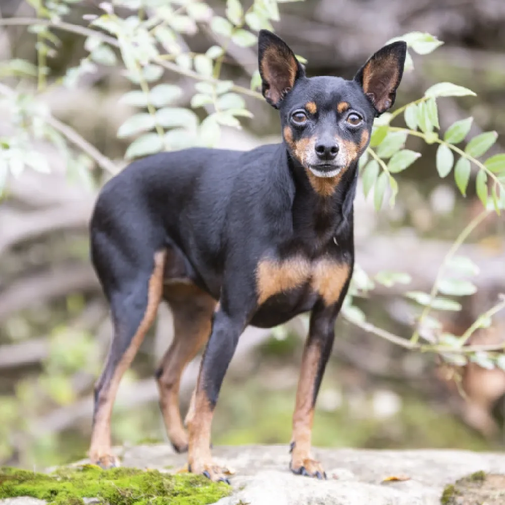 Pinscher: guia sobre esse cãozinho cheio de energia
