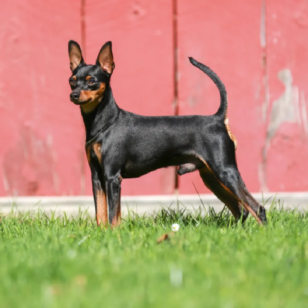 Pinscher: guia sobre esse cãozinho cheio de energia