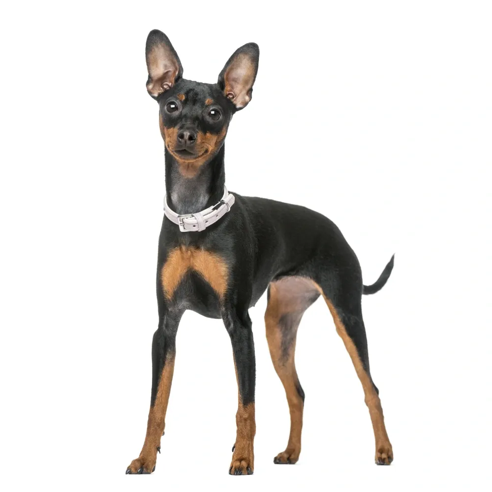 Pinscher: guia sobre esse cãozinho cheio de energia