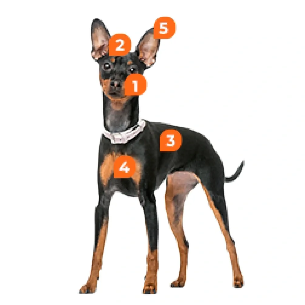 Pinscher: guia sobre esse cãozinho cheio de energia