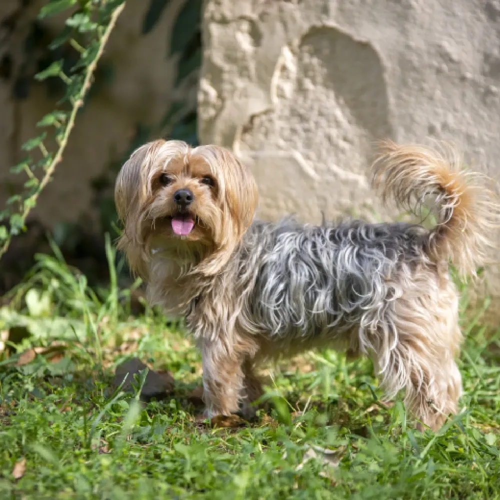 Yorkshire Terrier: guia sobre essa raça companheira